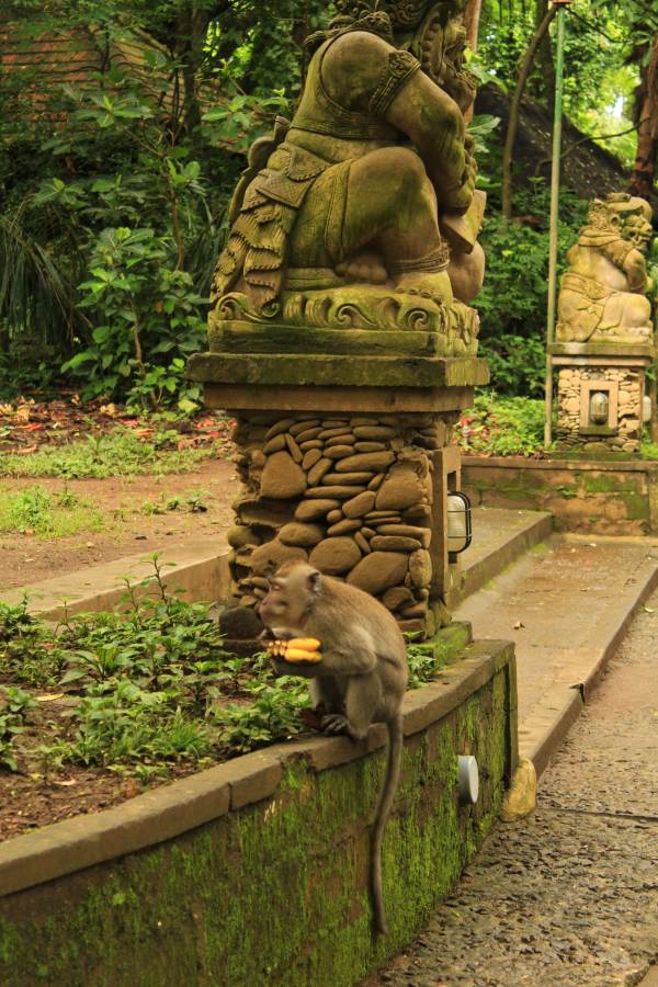 How To Survive The Monkey Forest In Ubud Bali